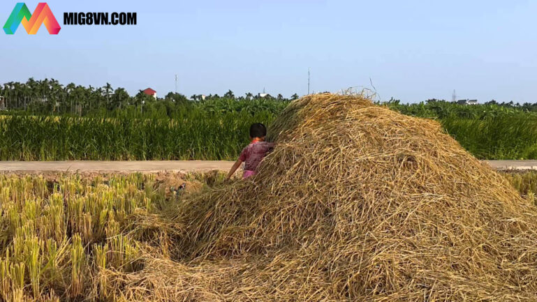 NẰM MƠ THẤY ĐỐNG RƠM ĐÁNH CON GÌ? ĐIỀM BÁO GÌ?