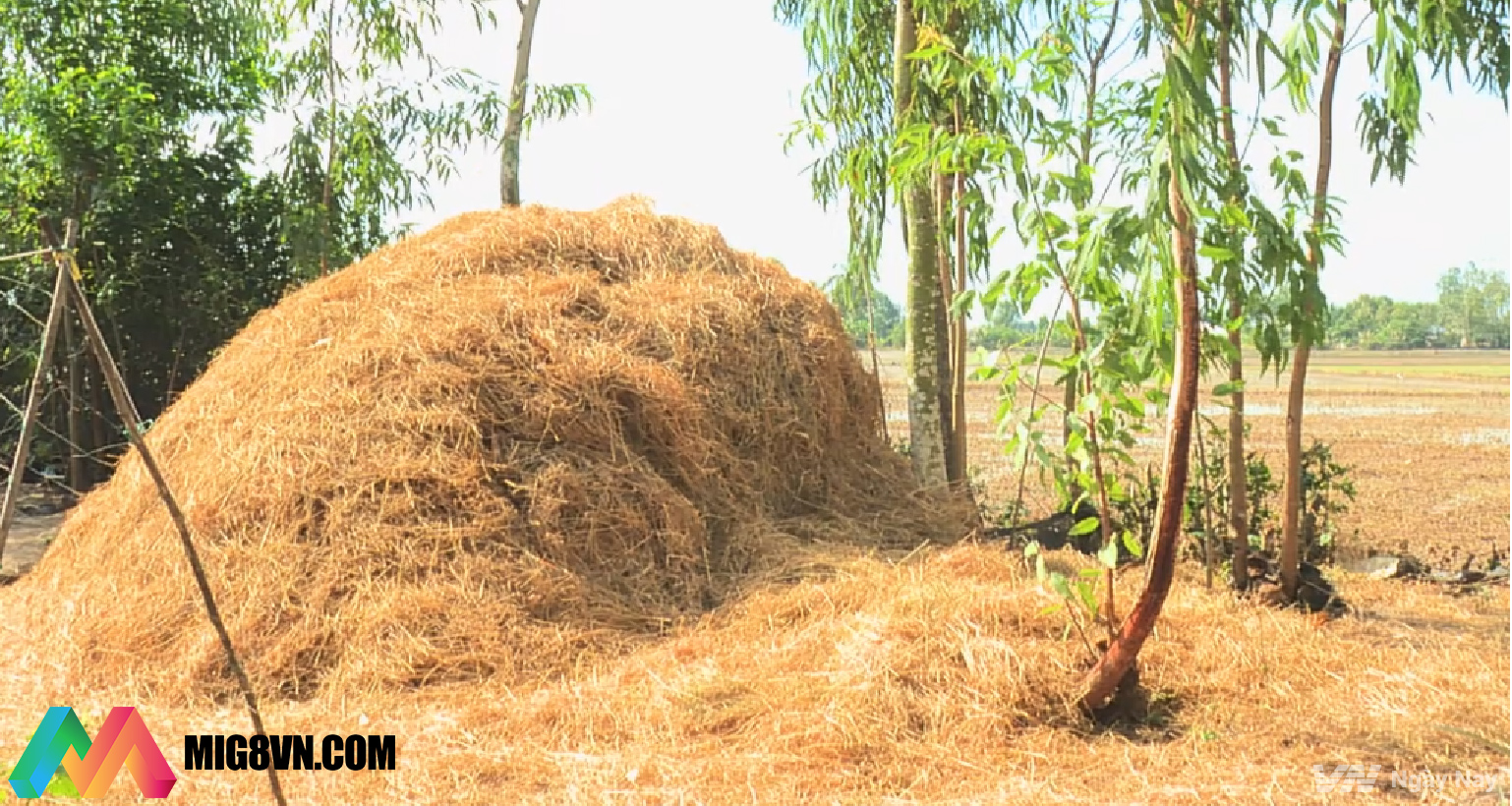 NẰM MƠ THẤY ĐỐNG RƠM ĐÁNH CON GÌ? ĐIỀM BÁO GÌ?